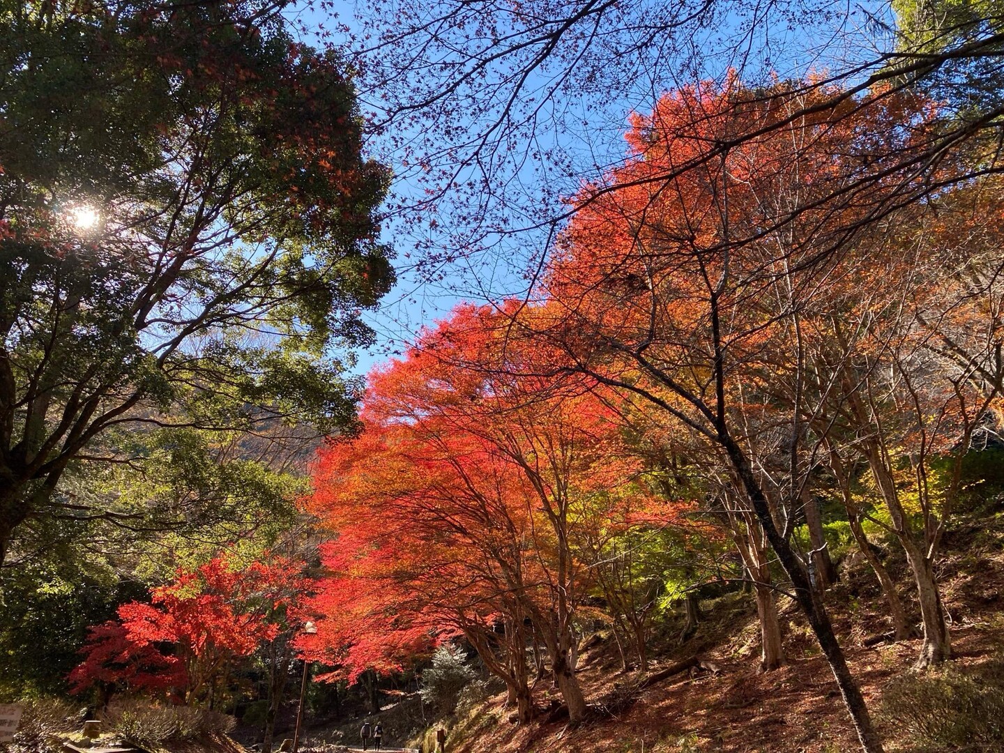 宇連山 / としやん。さんの宇連山・鳳来寺山・岩古谷山の活動データ | YAMAP / ヤマップ