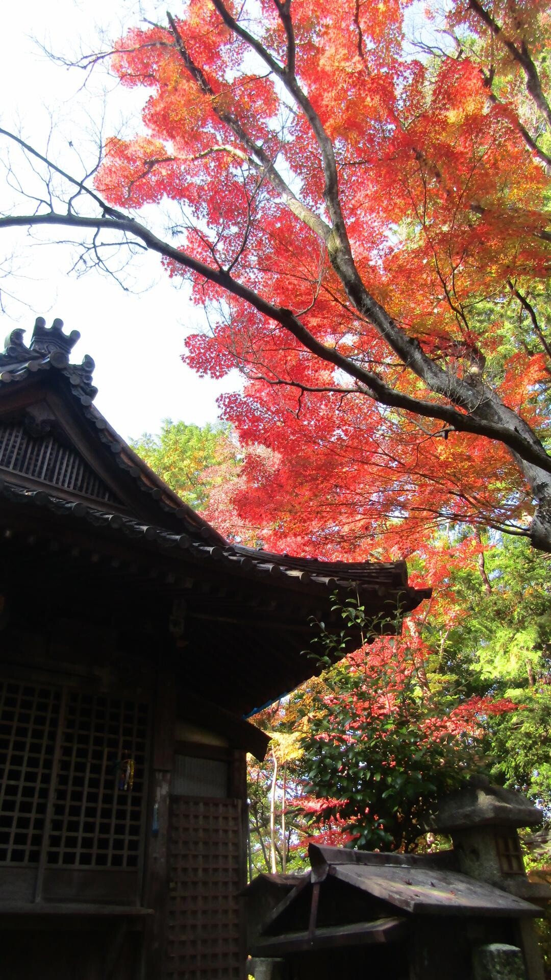 🍁紅葉狩と🐾京都ミニお遍路巡り～💫 / ナビさんの京都市の活動データ | YAMAP / ヤマップ