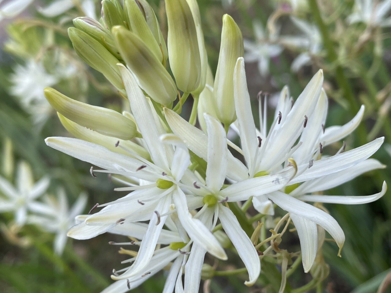 花便りvol.14 目まぐるしく変わる花... / kaizaさんのモーメント | YAMAP / ヤマップ