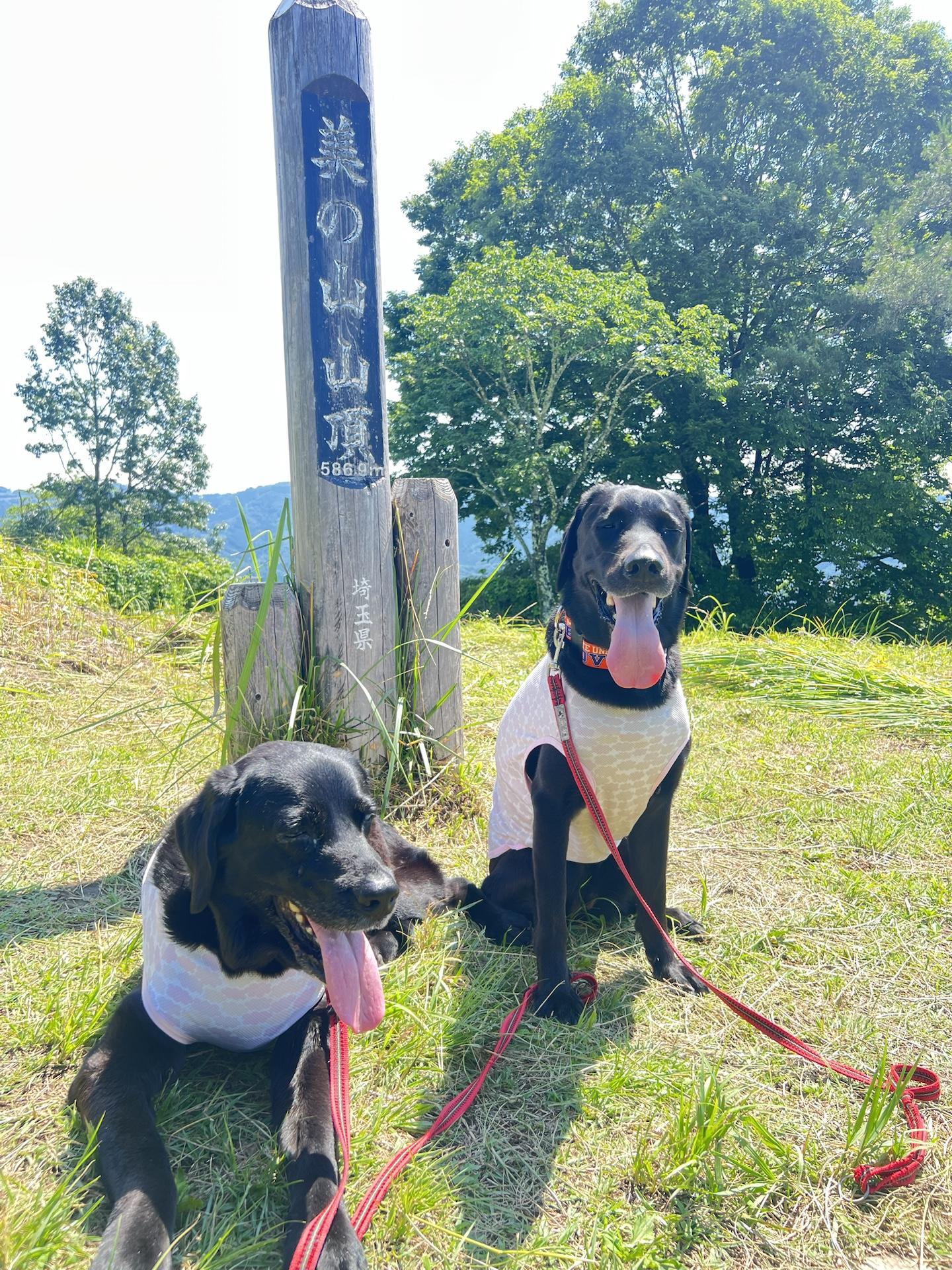 簑山 / angie &amyかーさんさんの簑山の活動データ | YAMAP / ヤマップ