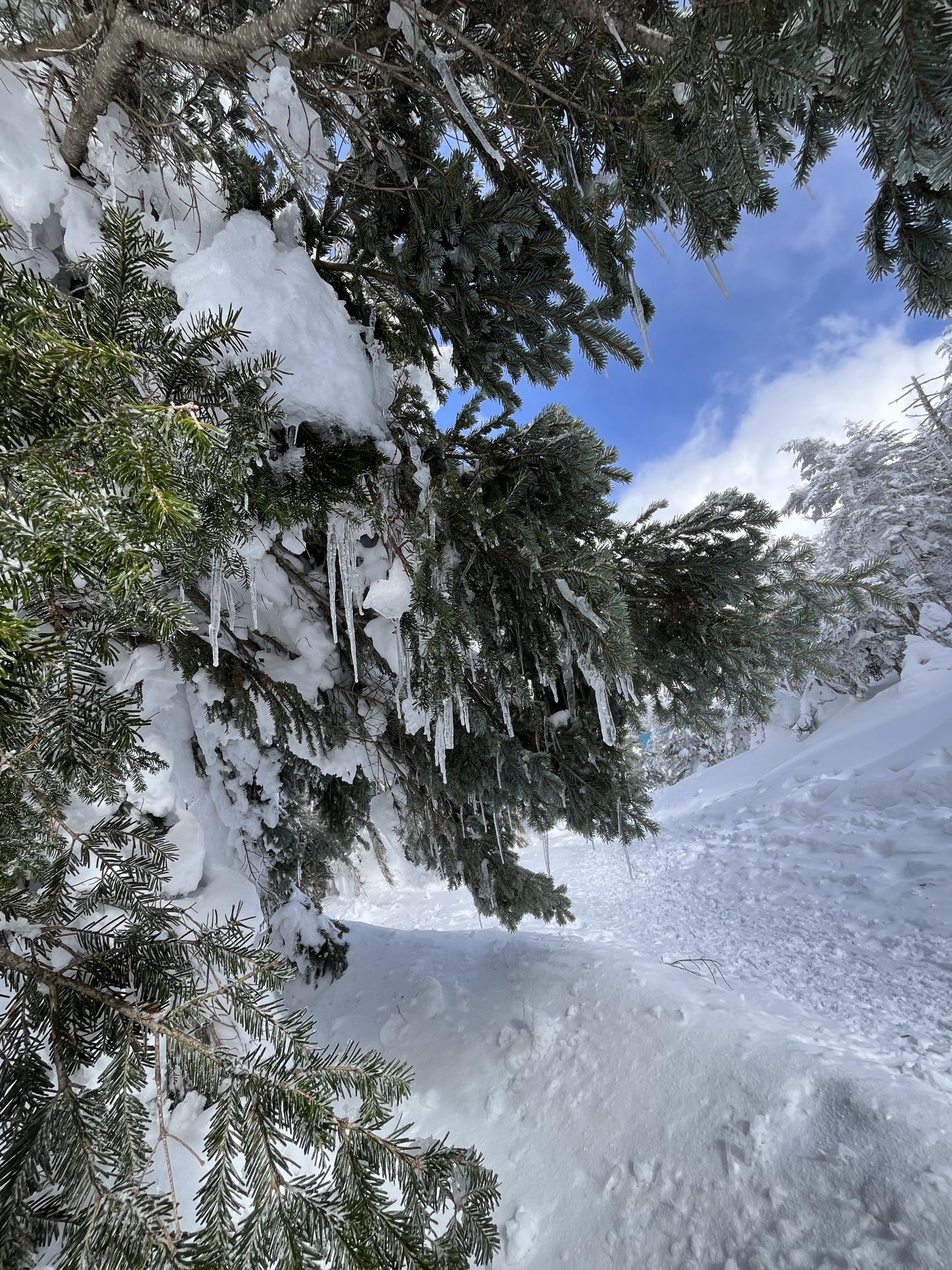 北横岳（南峰）・北横岳（北峰）・縞枯山 / Moimoiさんの蓼科山・横岳・縞枯山の活動データ | YAMAP / ヤマップ
