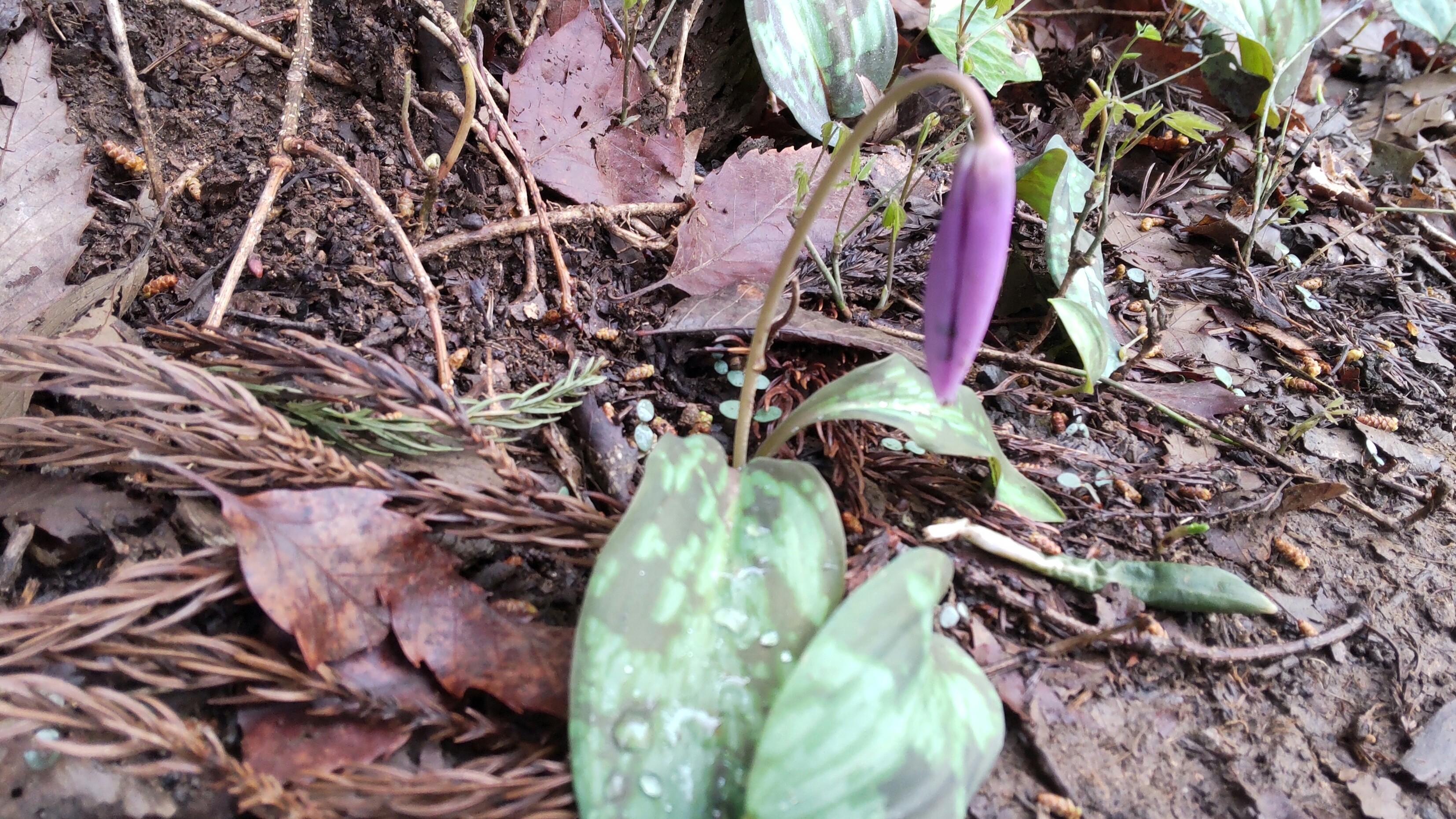 文殊山 https://tabibto.... / てんぐのこさんのモーメント | YAMAP / ヤマップ