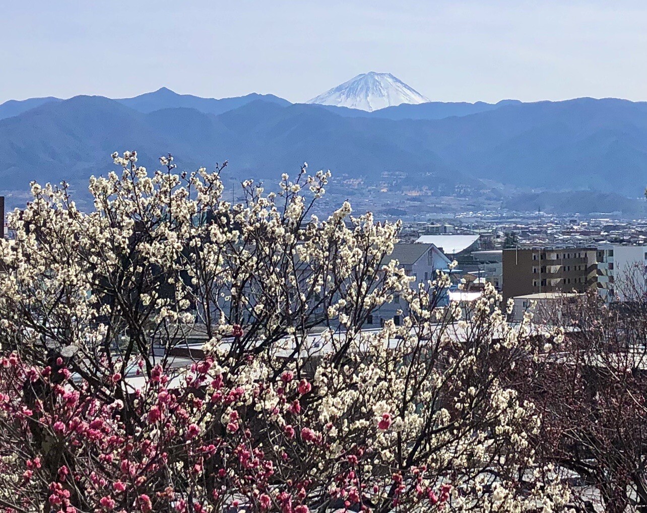甲府にある不老園の梅と 富士山と南アルプ... / あおねこさんのモーメント | YAMAP / ヤマップ