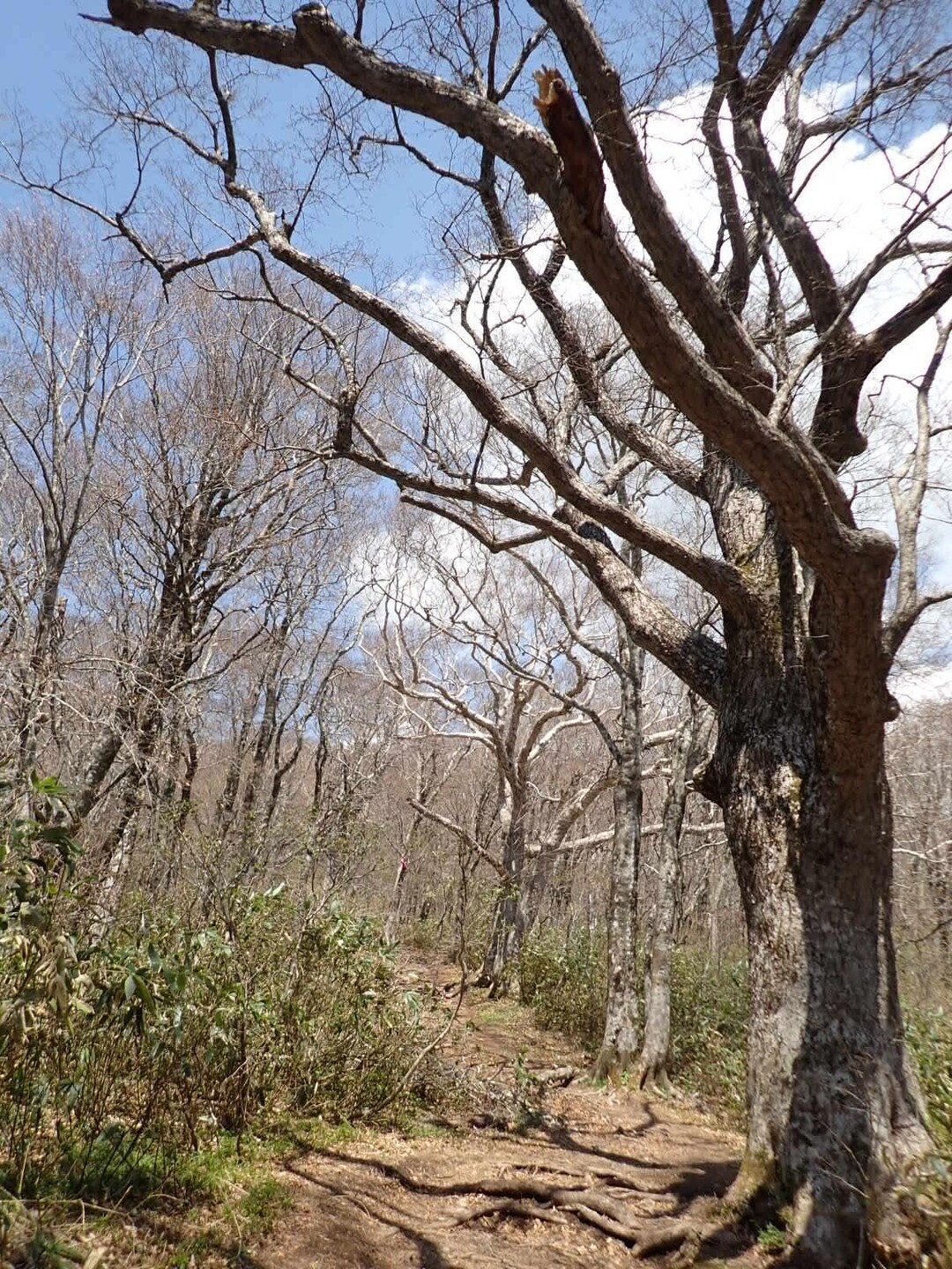 北泉ヶ岳 / niceageさんの船形山（御所山）・泉ヶ岳・蛇ヶ岳の活動データ | YAMAP / ヤマップ