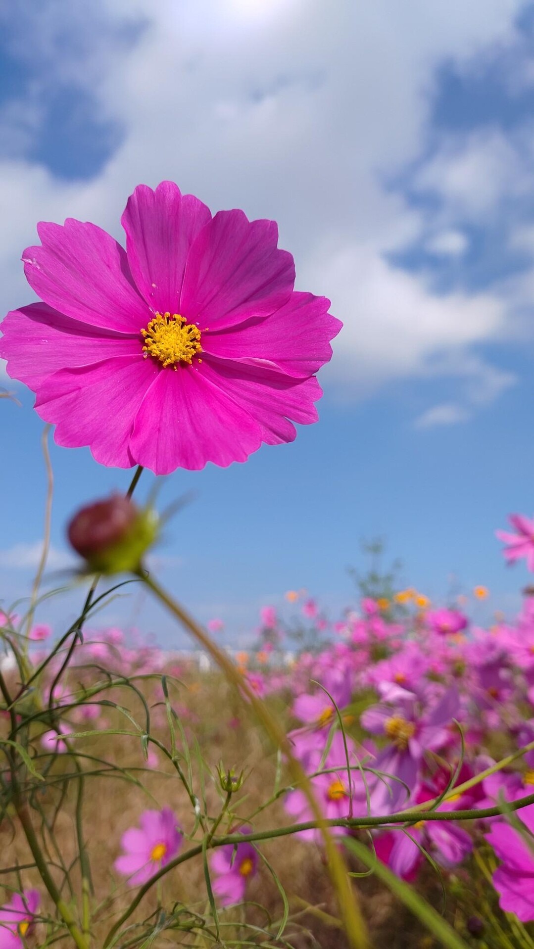 近所の空き地で。。 真ん中の雄しべと雌し... / nae-chanさんのモーメント | YAMAP / ヤマップ