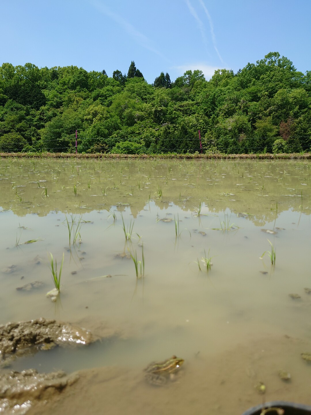GWから、妻の実家の葡萄のビニールシート... / Hiroさんのモーメント | YAMAP / ヤマップ