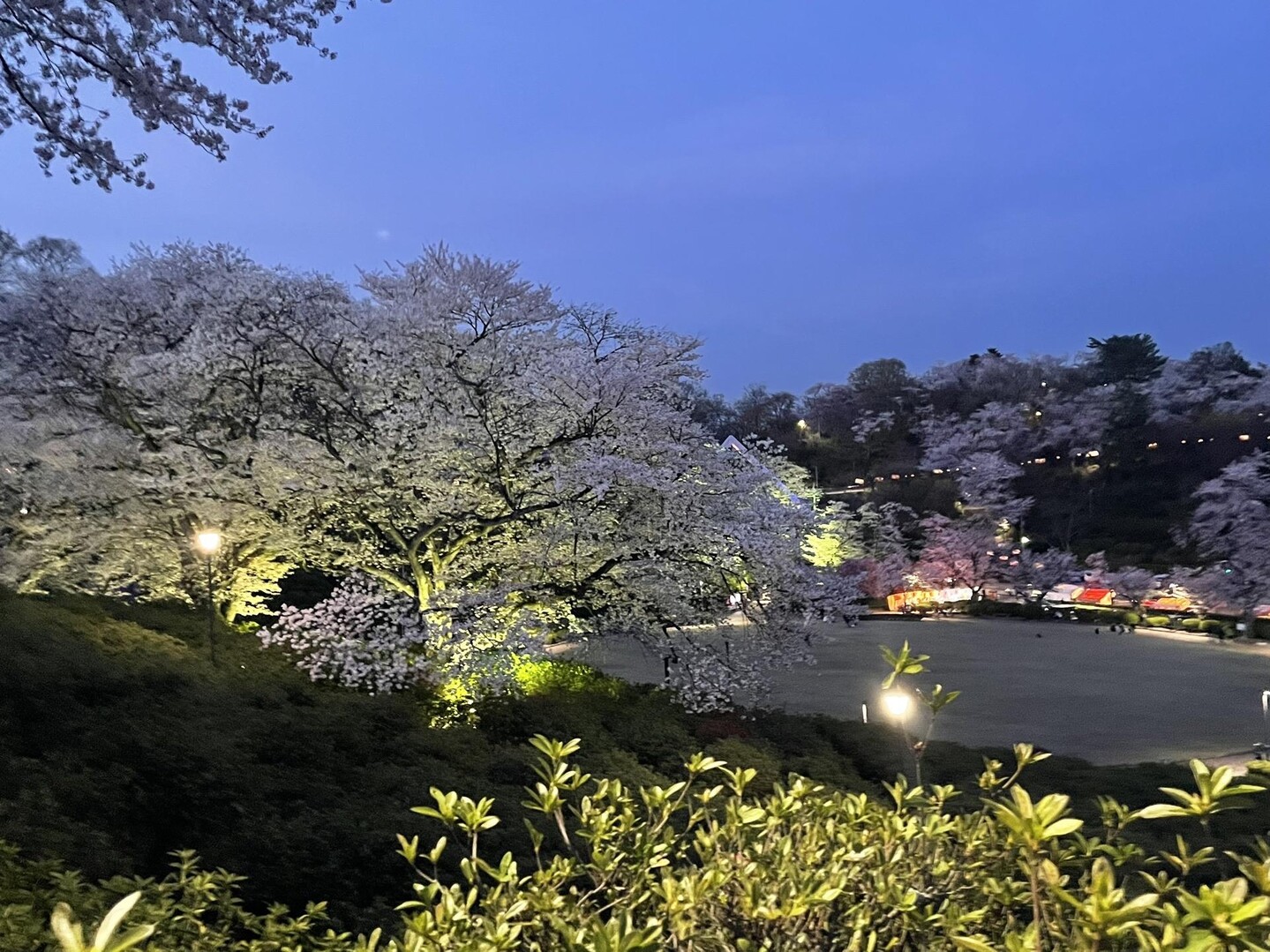 桜散り始めたけど、昨夜仕事終わりに山友さ... / yunyun♡さんのモーメント | YAMAP / ヤマップ