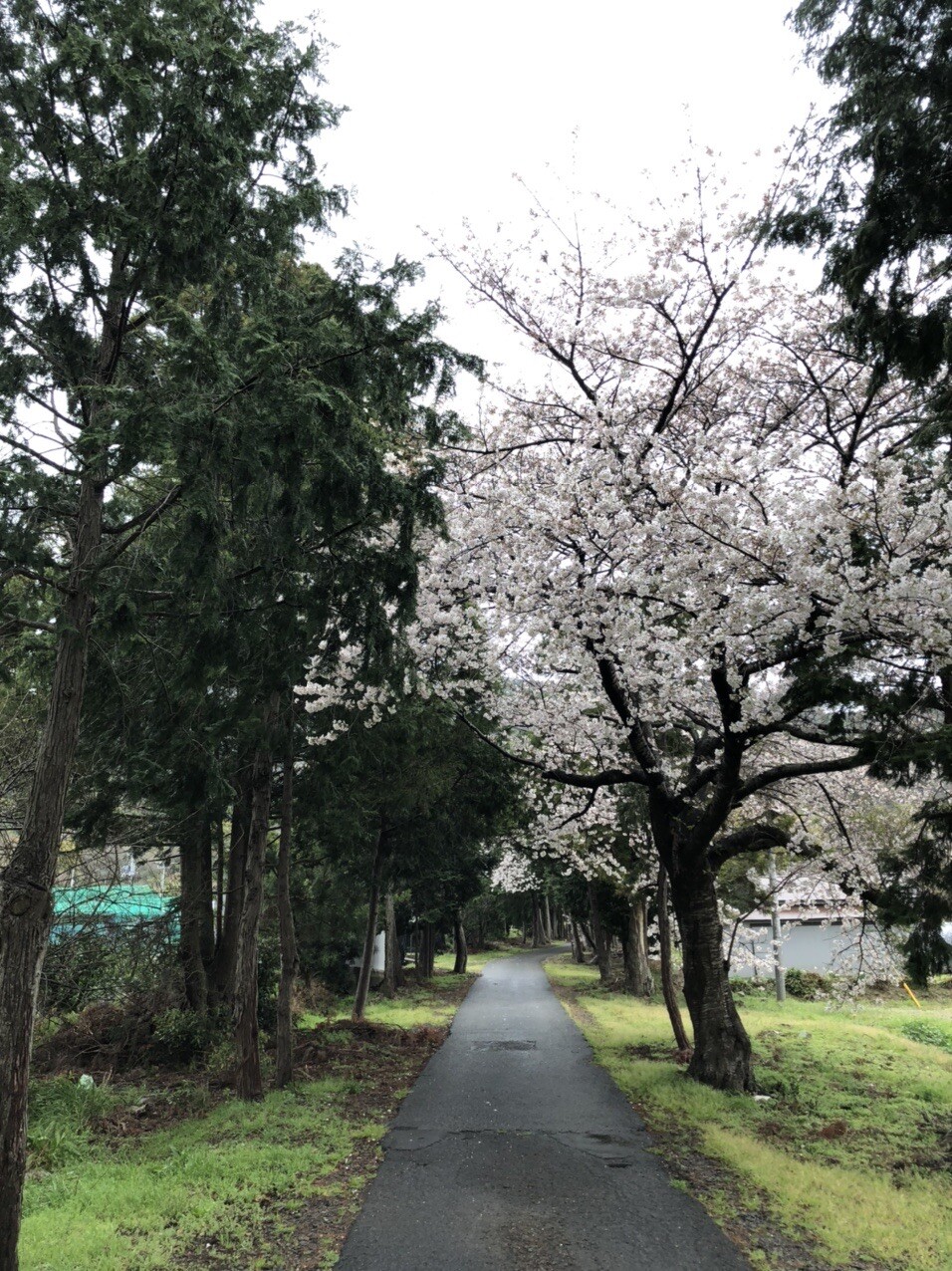 大麻山と卯辰越 / 1091maruさんの大麻山・天円山の活動データ | YAMAP / ヤマップ