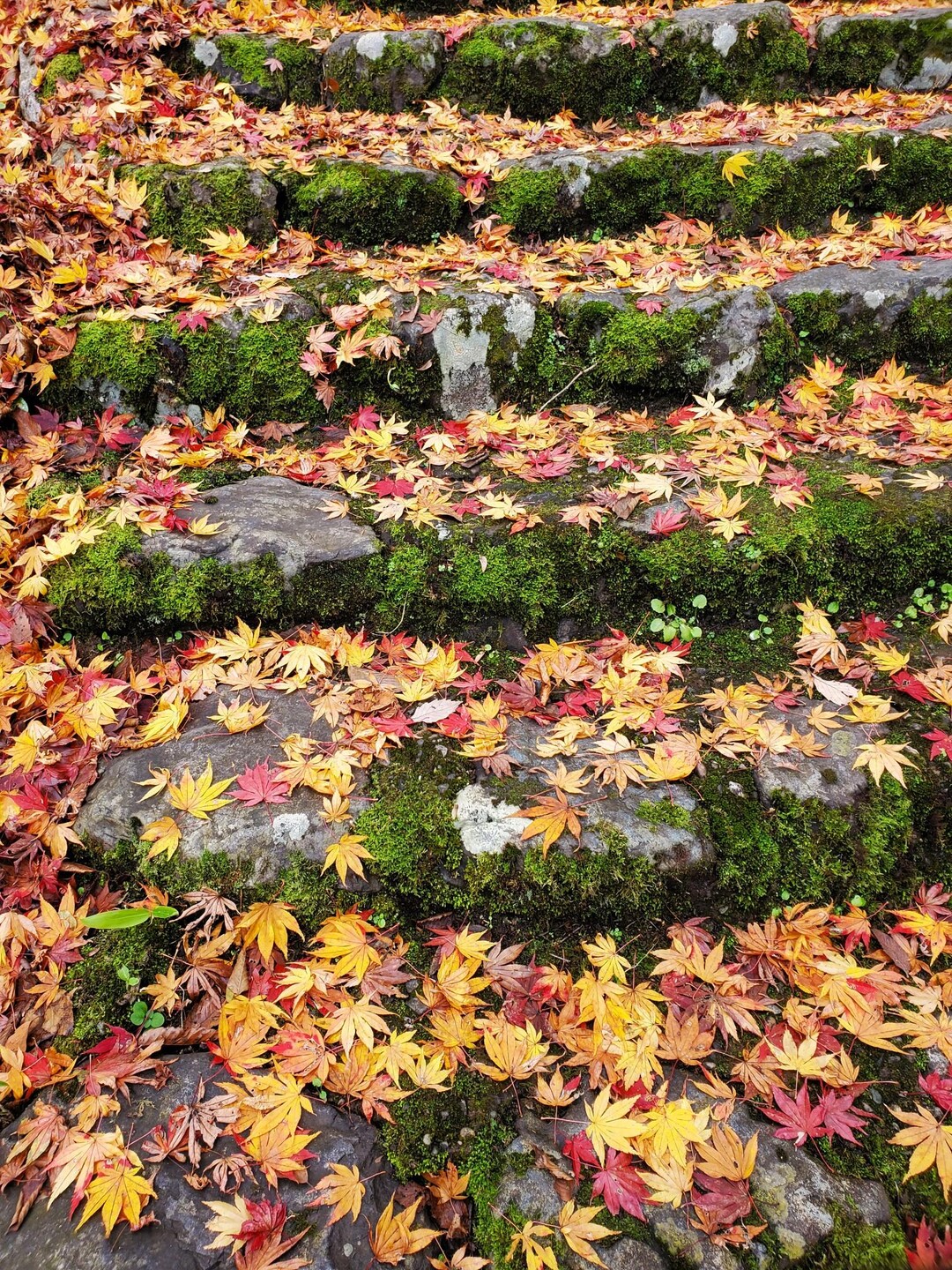 菩堤寺山 / さるさんの菩提寺山・高立山・護摩堂山の活動データ | YAMAP / ヤマップ