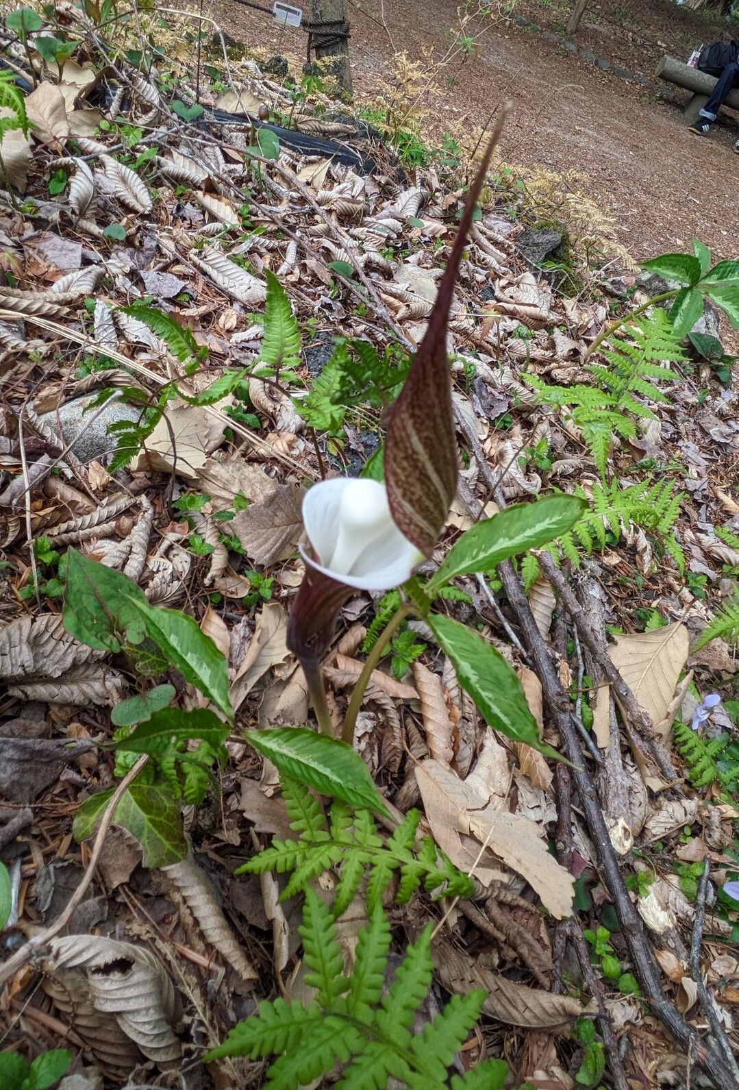 京都府立植物園散策 / ねこ日和🐱さんの登山の活動データ | YAMAP / ヤマップ