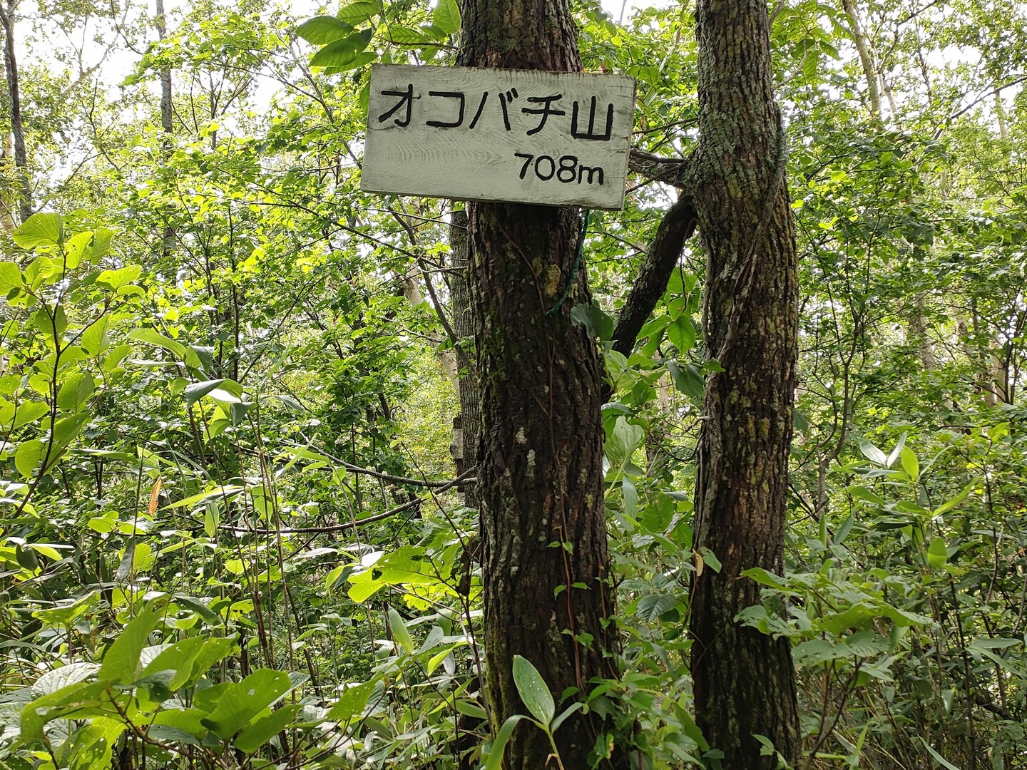 於古発山708m・遠藤山735m / たかさんの塩谷丸山・於古発山の活動データ | YAMAP / ヤマップ