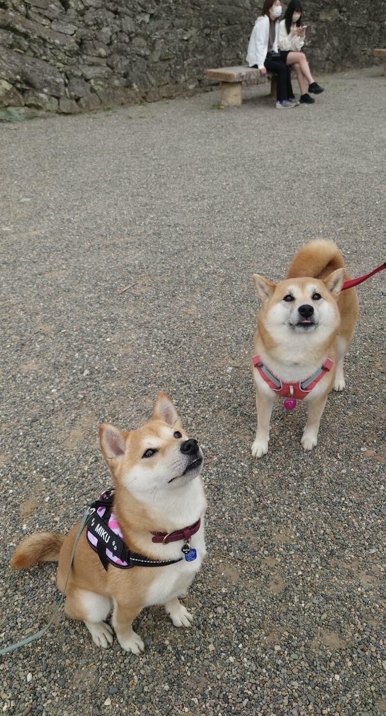 🐕はな&美玖のお花見part2 （和... / HANAパパさんのモーメント | YAMAP / ヤマップ