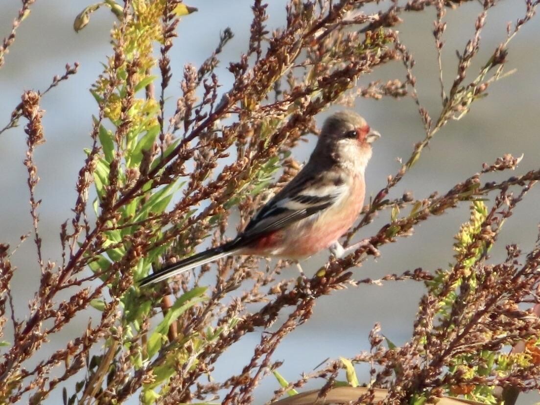 狭山市で鳥活 / otaksaさんの金剛山・二上山・大和葛城山の活動データ | YAMAP / ヤマップ