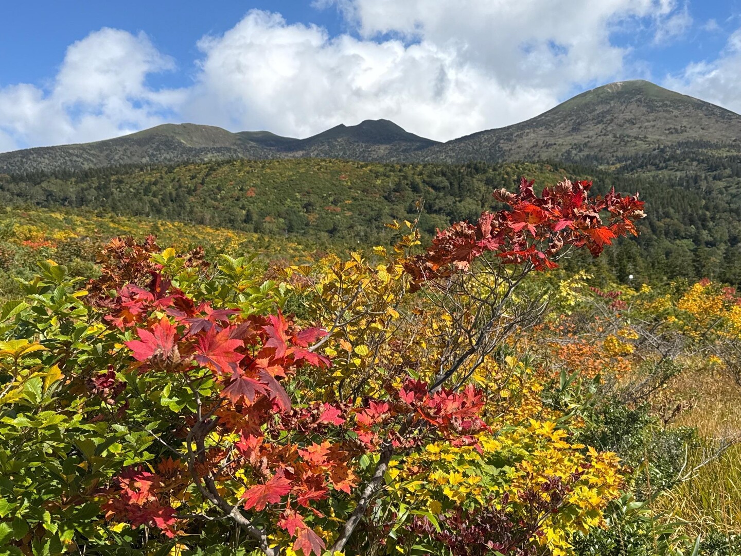 久々のホームグランド、八甲田山‼️ / Myヨッシーさんの八甲田山・高田大岳・雛岳の活動データ | YAMAP / ヤマップ