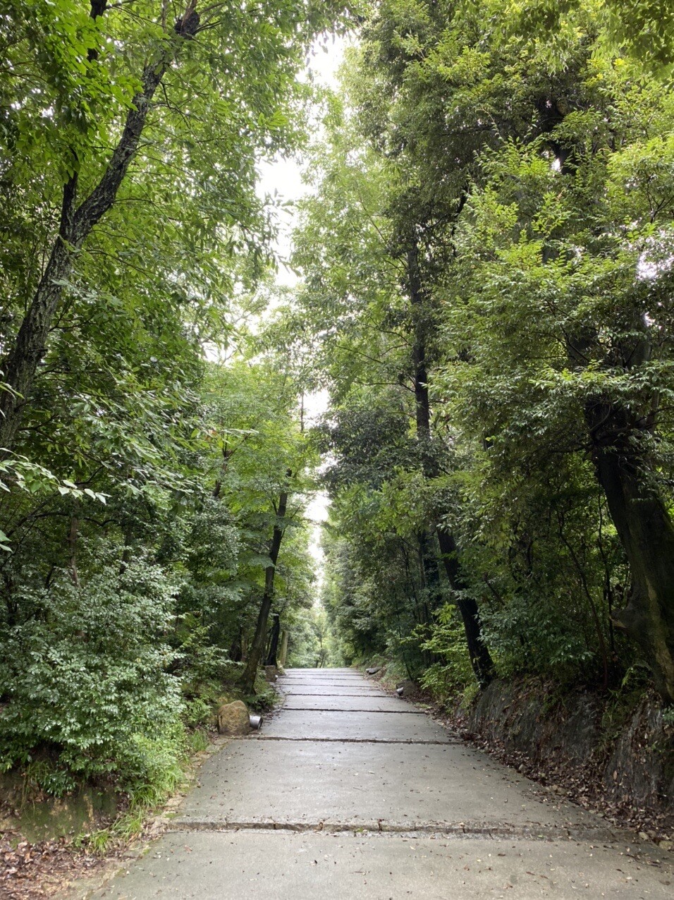 松山城（勝山）・淡路ヶ峠 / tat-ninoさんの松山市（南エリア）の活動データ | YAMAP / ヤマップ