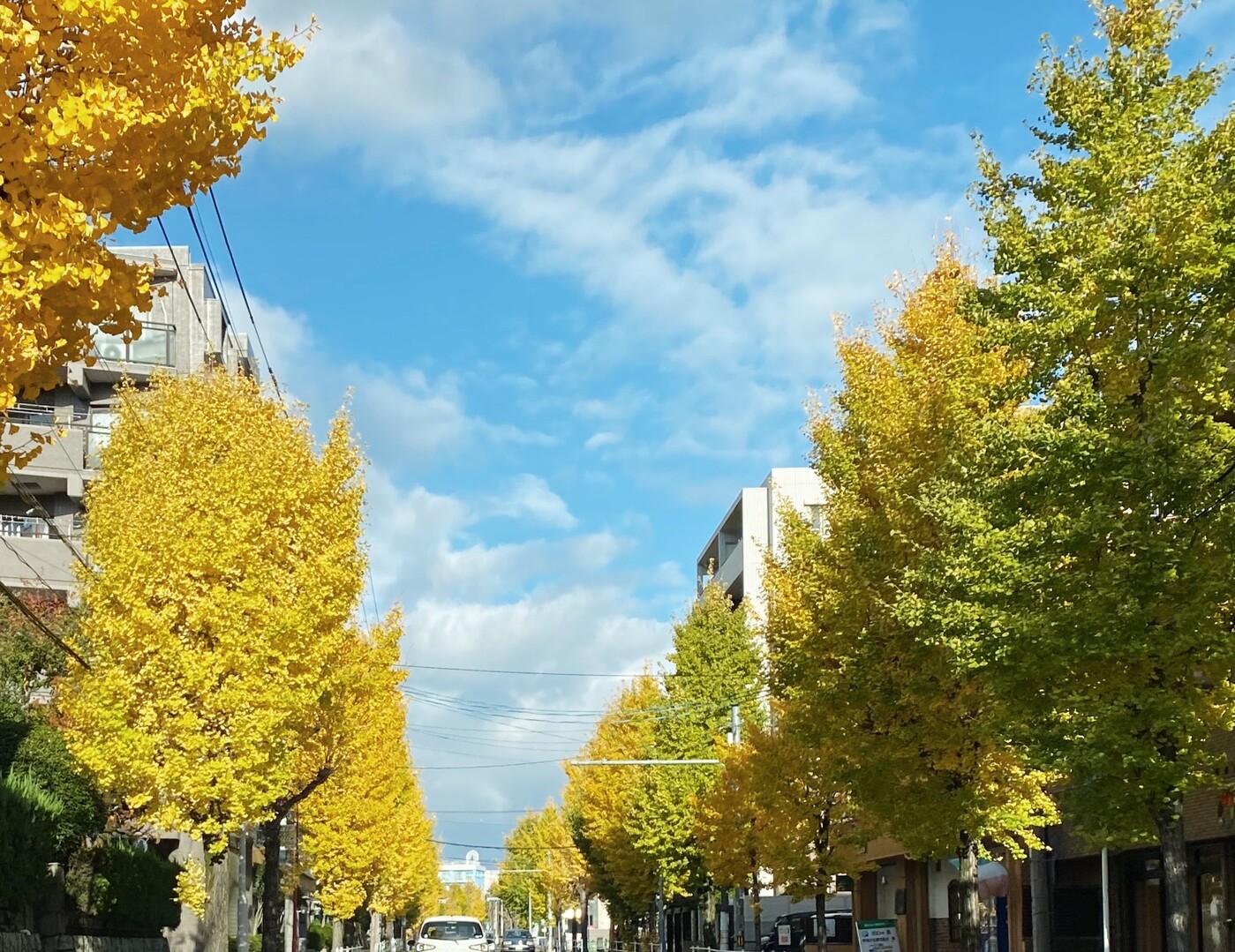 昨日の銀杏並木と空。 寒いね。 今日は... / jujuさんのモーメント | YAMAP / ヤマップ