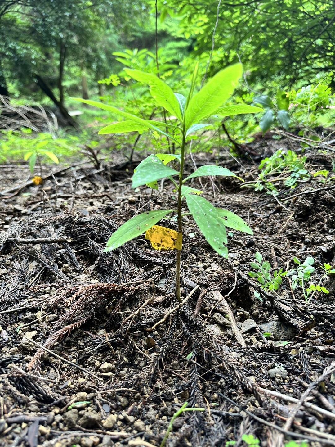 SDGs的ミツマタ保全実証実験②🤔 鎮南山 / キクちゃんさんの鎮南山の活動データ | YAMAP / ヤマップ