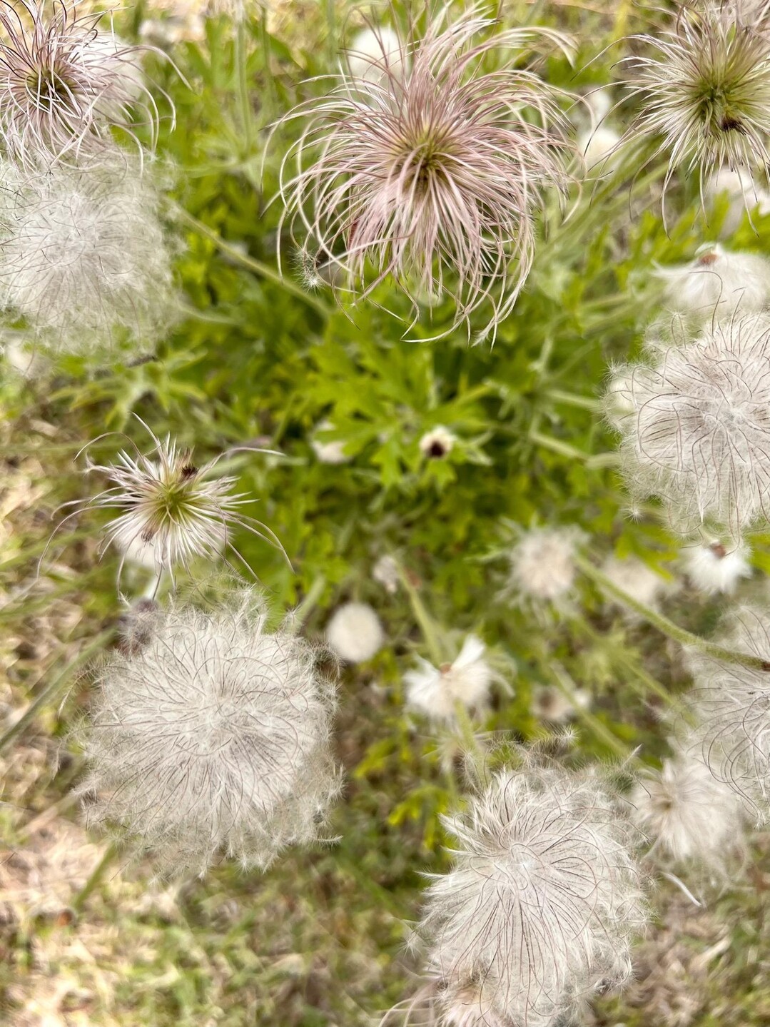 基山 / TANAKAさんの天拝山・基山の活動データ | YAMAP / ヤマップ