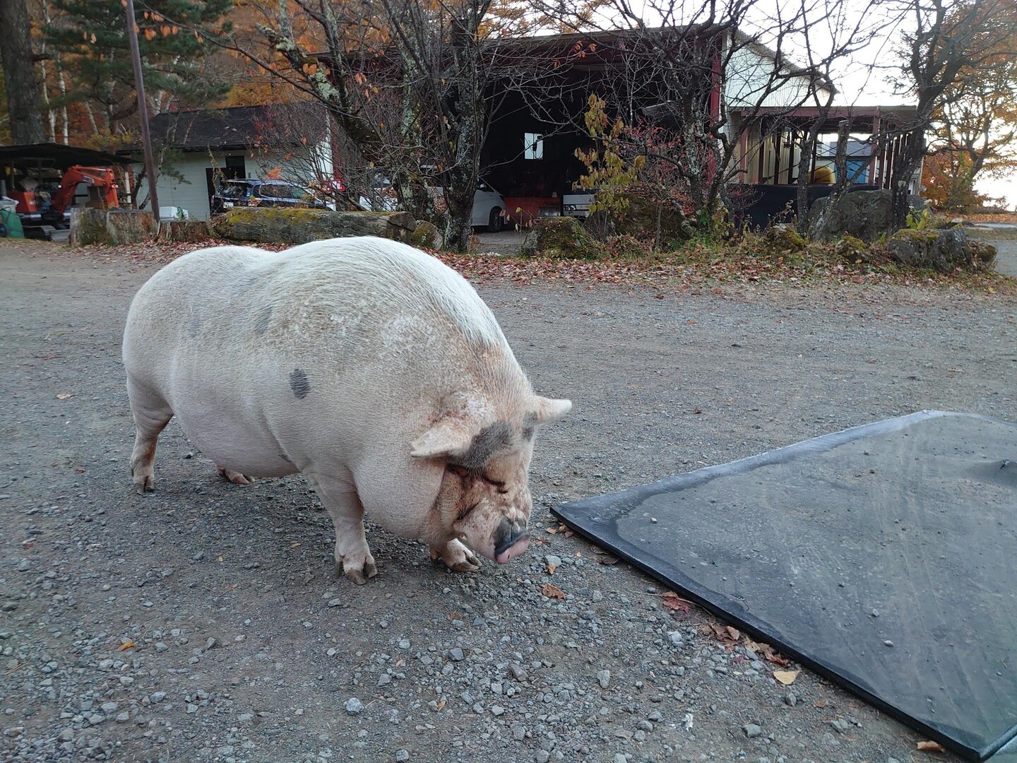 前掛山 / Satoさんの浅間山・黒斑山・篭ノ登山の活動データ | YAMAP / ヤマップ