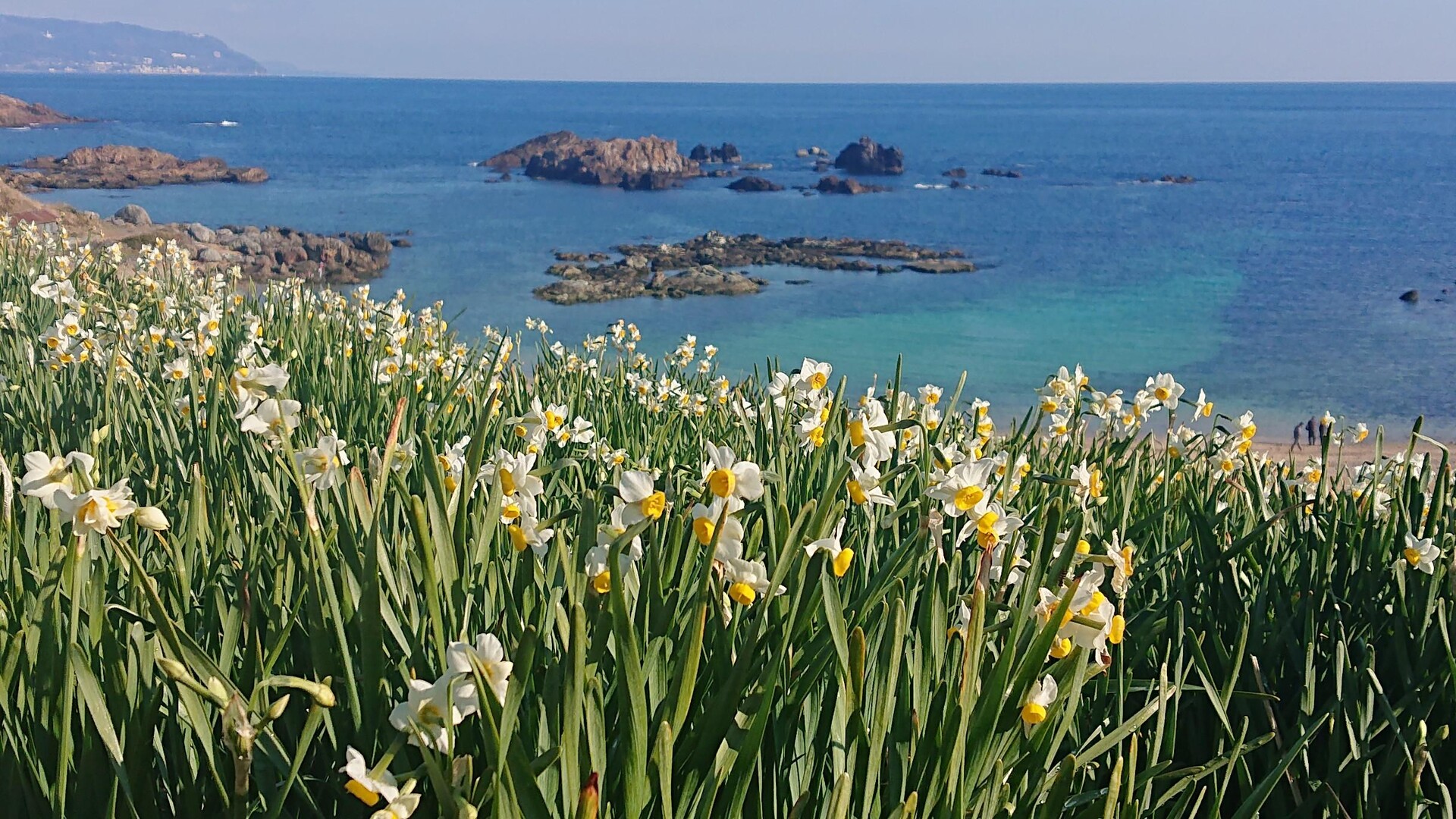 爪木崎水仙まつりとウォーキング / hiyoさんのウォーキングの活動データ | YAMAP / ヤマップ