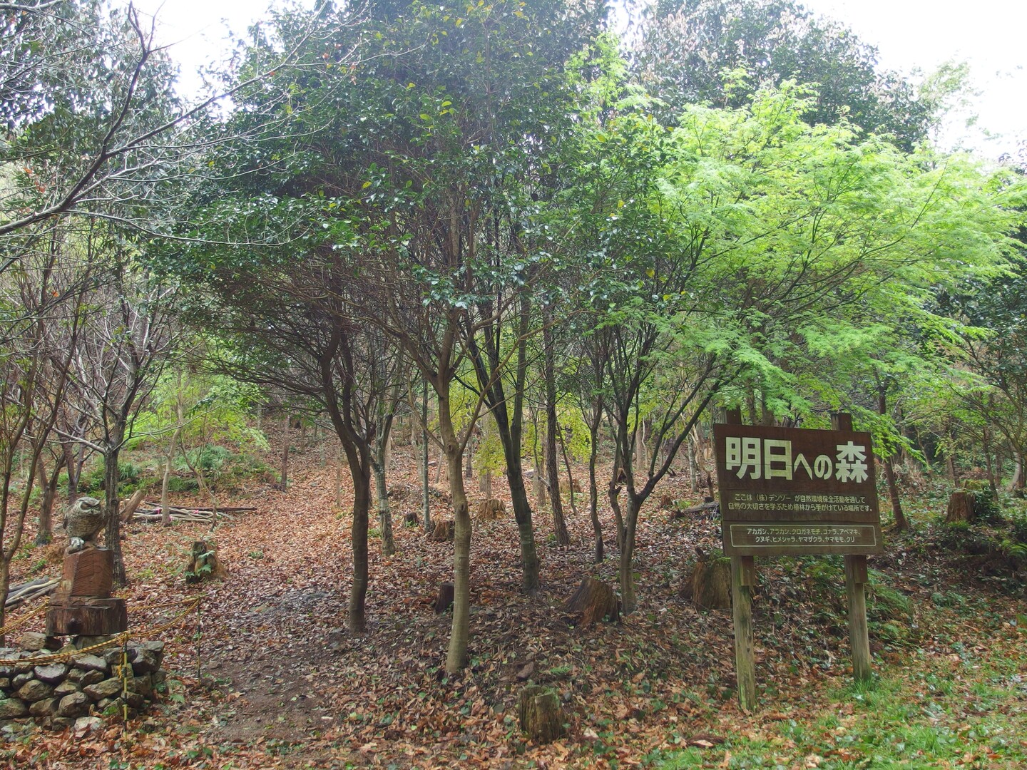 おちばの里親水公園「明日への森」育樹活動... / カナダスギさんのモーメント | YAMAP / ヤマップ