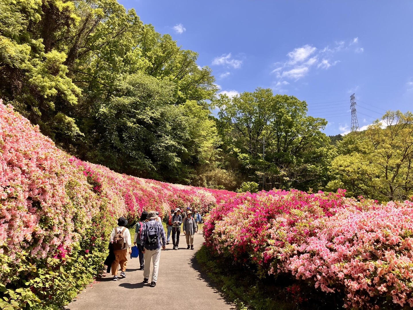 つつじ / next_oneさんの生駒山・神津嶽・大原山の活動データ | YAMAP / ヤマップ