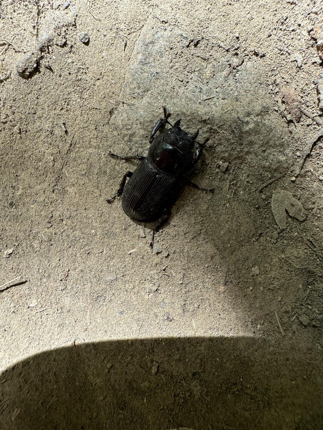 藻岩山 Day 6 / shinshinさんの藻岩山の活動データ | YAMAP / ヤマップ