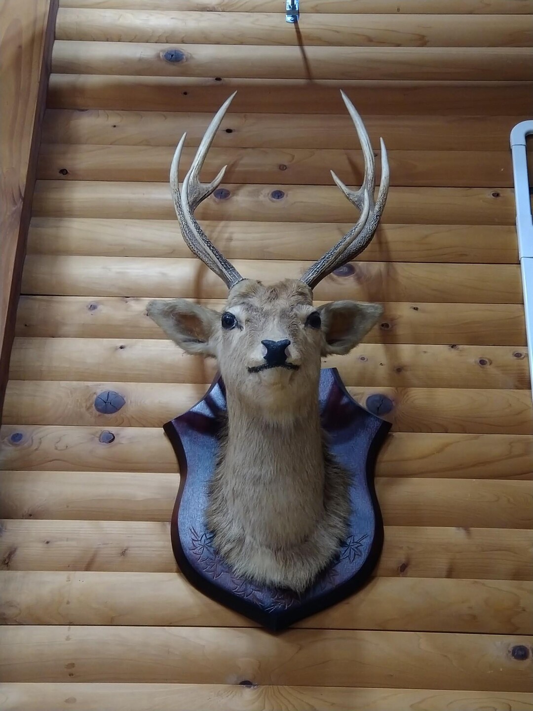 神奈川山岳連盟のリードクライミング教室に... / MIHO さんのモーメント | YAMAP / ヤマップ