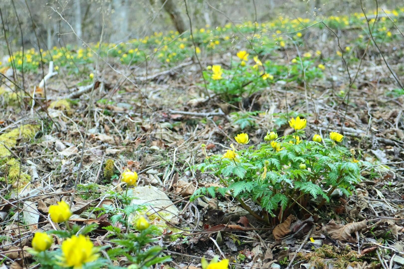 鶏足山 / Miekaさんの三方山の活動データ | YAMAP / ヤマップ
