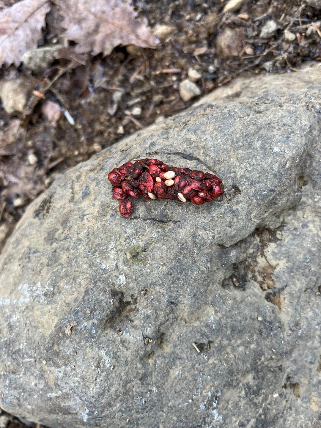 初めましての三ッ峠山（開運山） / おすぎtoP子さんの三ッ峠山・本社ヶ丸・鶴ヶ鳥屋山の活動日記 | YAMAP / ヤマップ