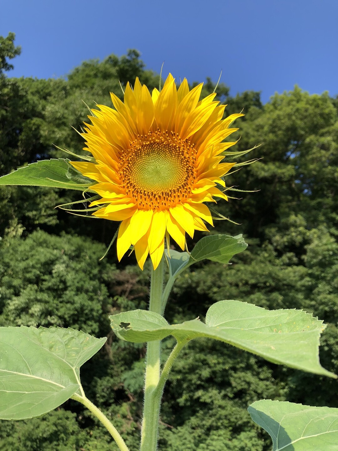 7月だ！ヒマワリが咲いた！ いつまで続く... / tanizanさんのモーメント | YAMAP / ヤマップ