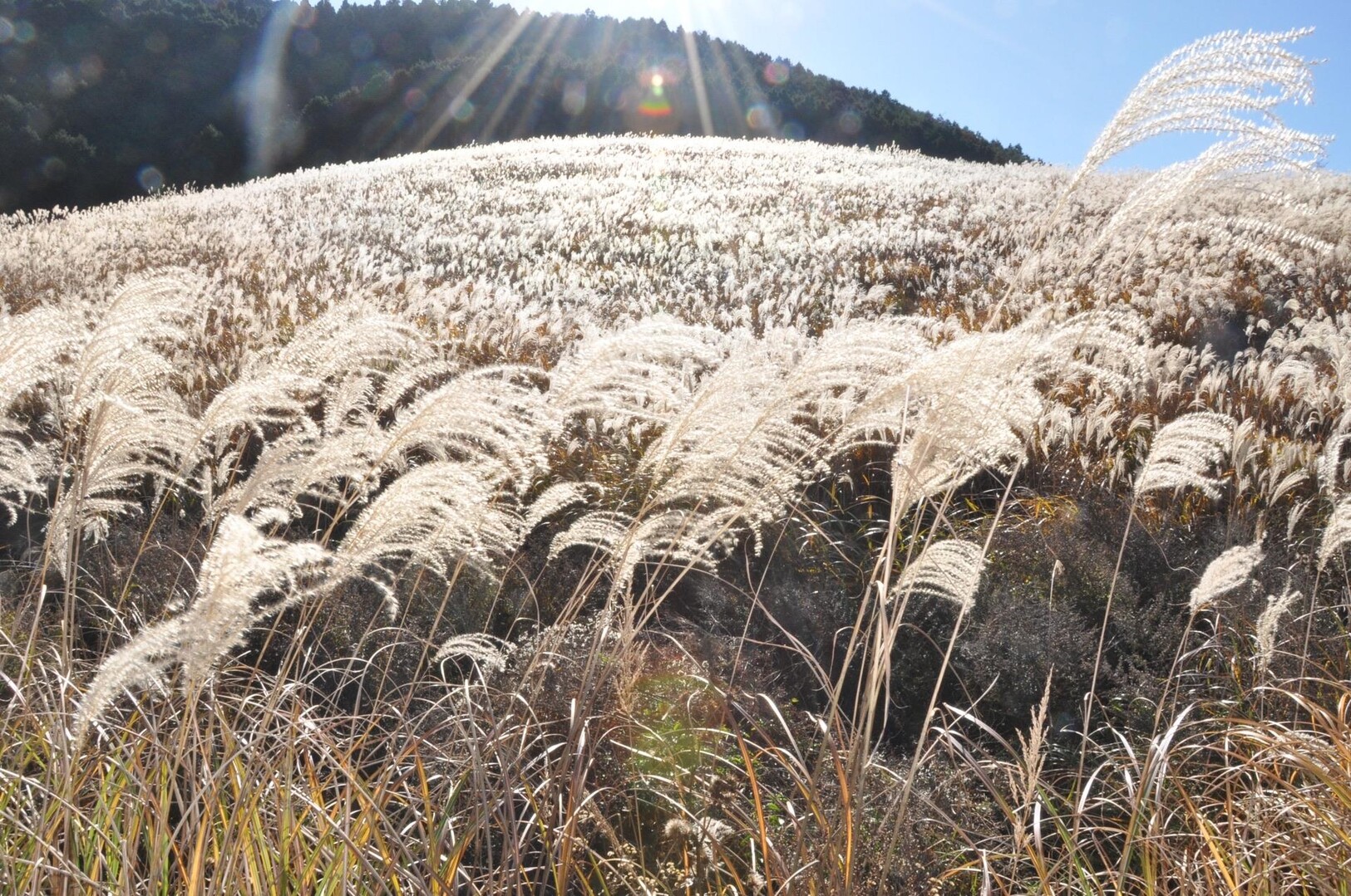 歩きや山登りじゃないけど、ドライブにて秋... / ms1967さんのモーメント | YAMAP / ヤマップ