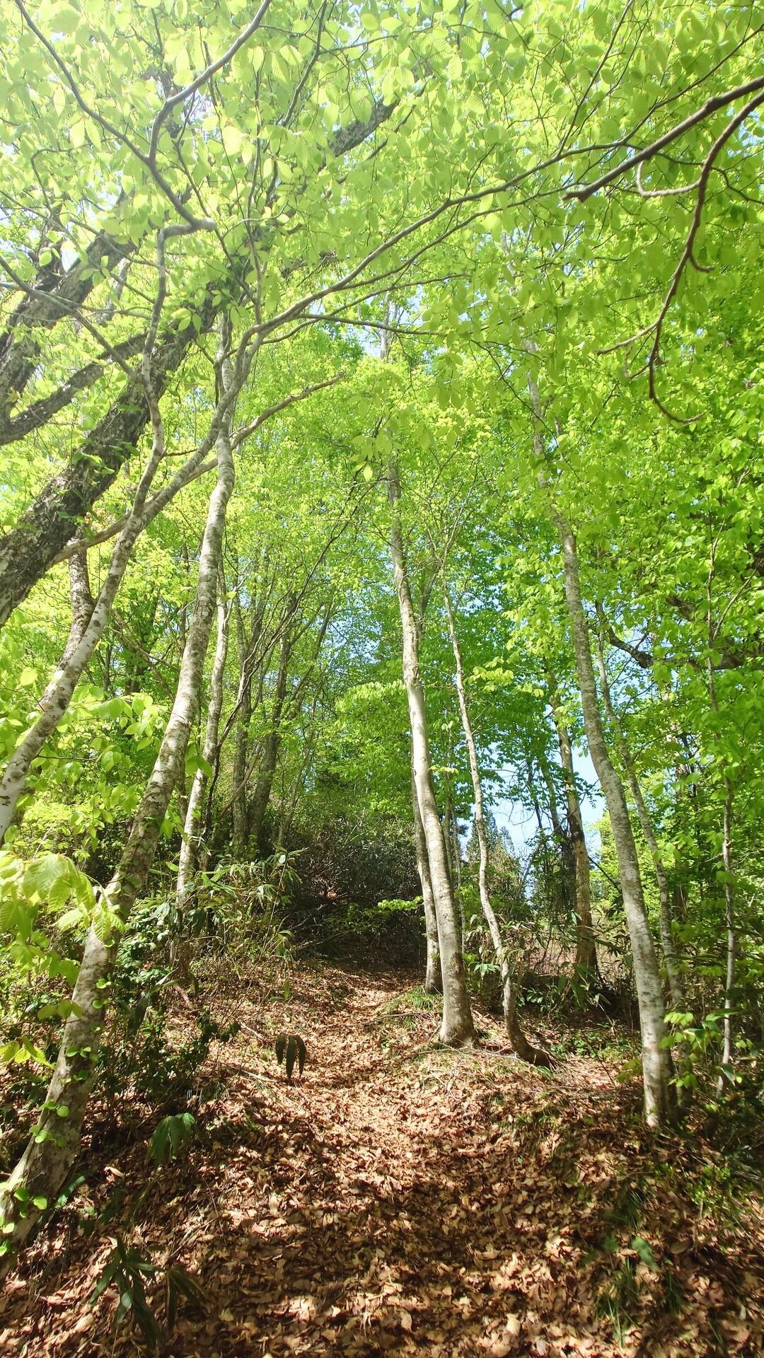 白木峠 / tomyさんの白木峠の活動日記 | YAMAP / ヤマップ