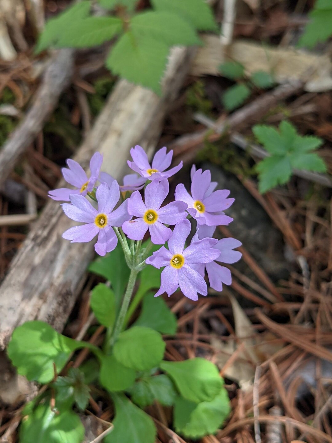 不忘山の花、番外編 ①ユキワリコザクラ... / yugohさんのモーメント | YAMAP / ヤマップ