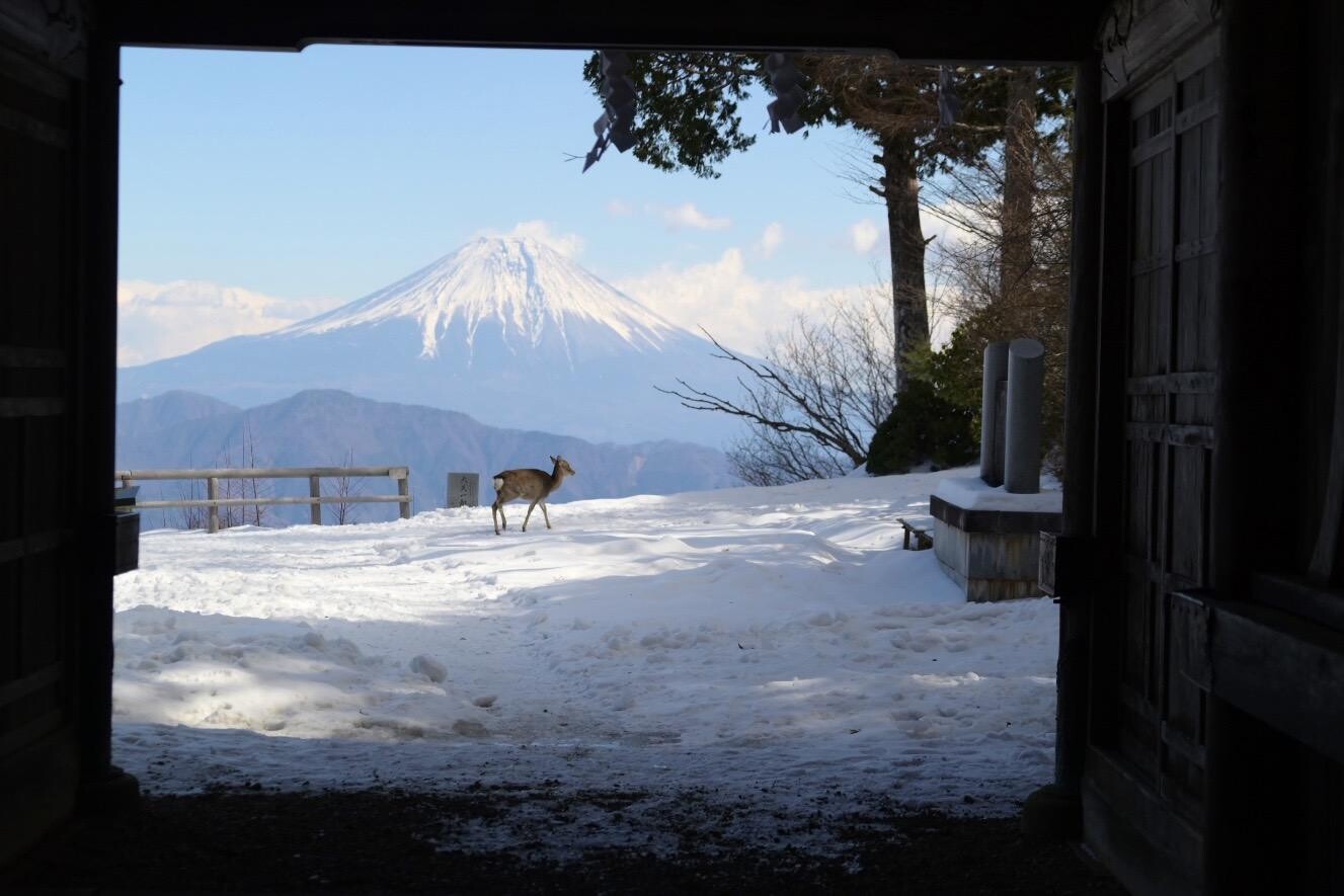 七面山・希望峰 / Mr.Pさんの七面山・身延山の活動データ | YAMAP / ヤマップ
