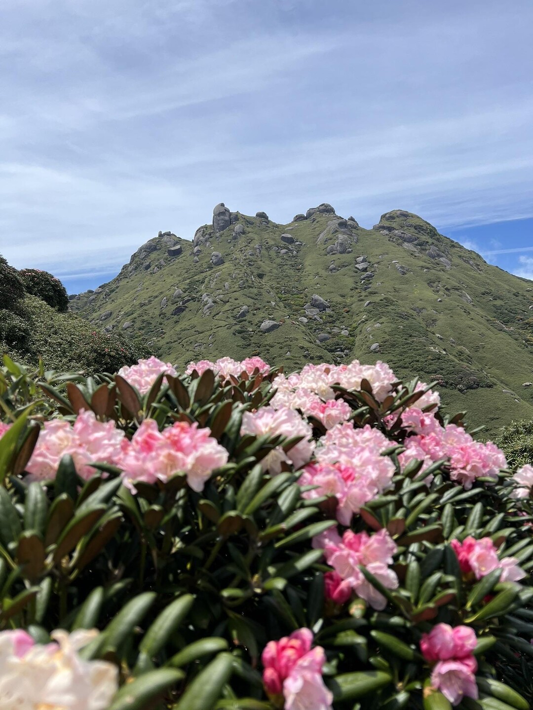 シャクナゲ咲く🌸 洋上アルプス 屋久島 三岳 (黒味岳・宮之浦岳・永田岳) を縦走 😎 / ZO-kunさんの屋久島・宮之浦岳の活動データ | YAMAP / ヤマップ