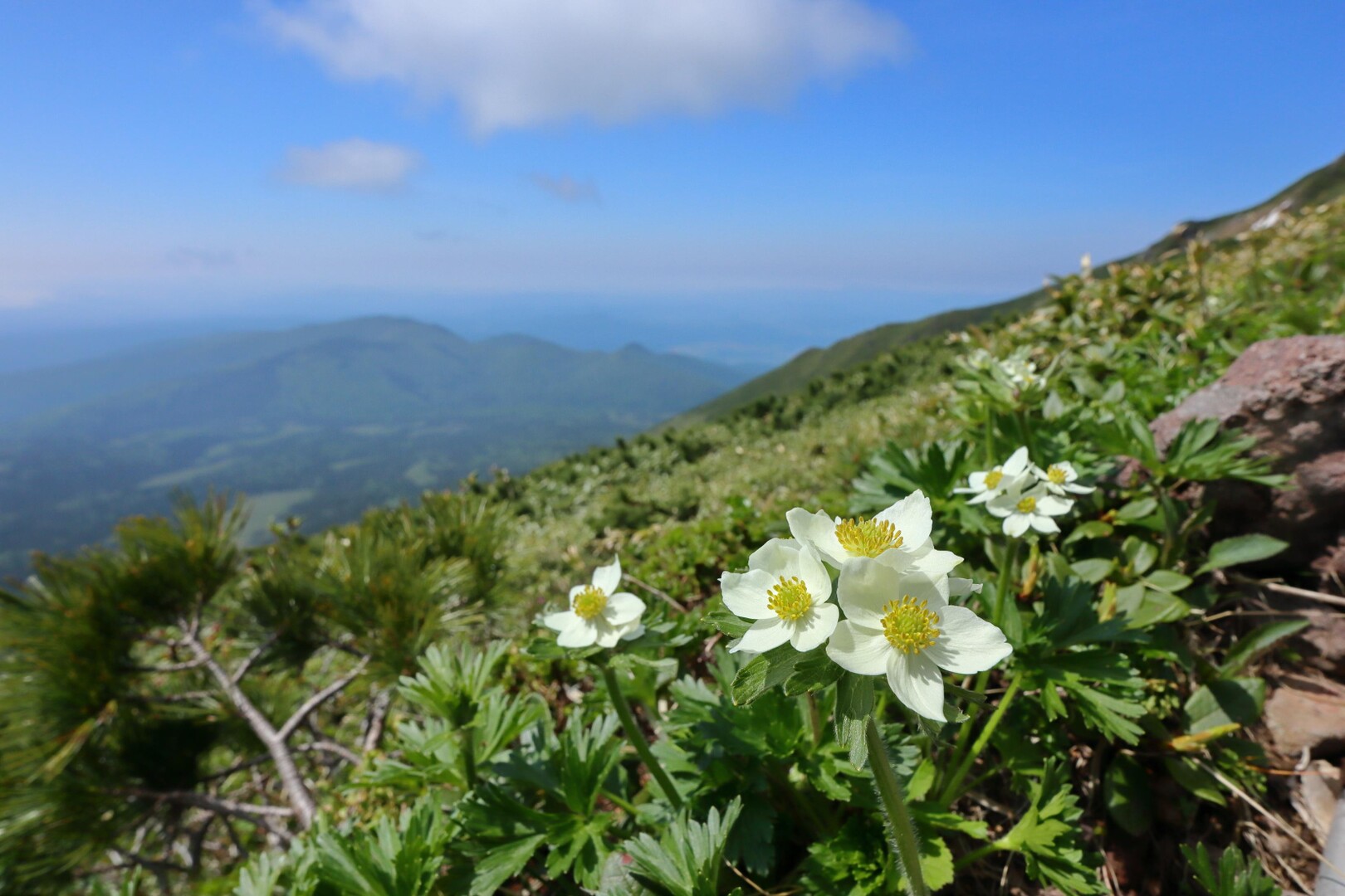 ☀️快晴💦の富良野岳〜上富良野岳 / kojiyadさんの十勝岳・富良野岳・美瑛岳の活動日記 | YAMAP / ヤマップ