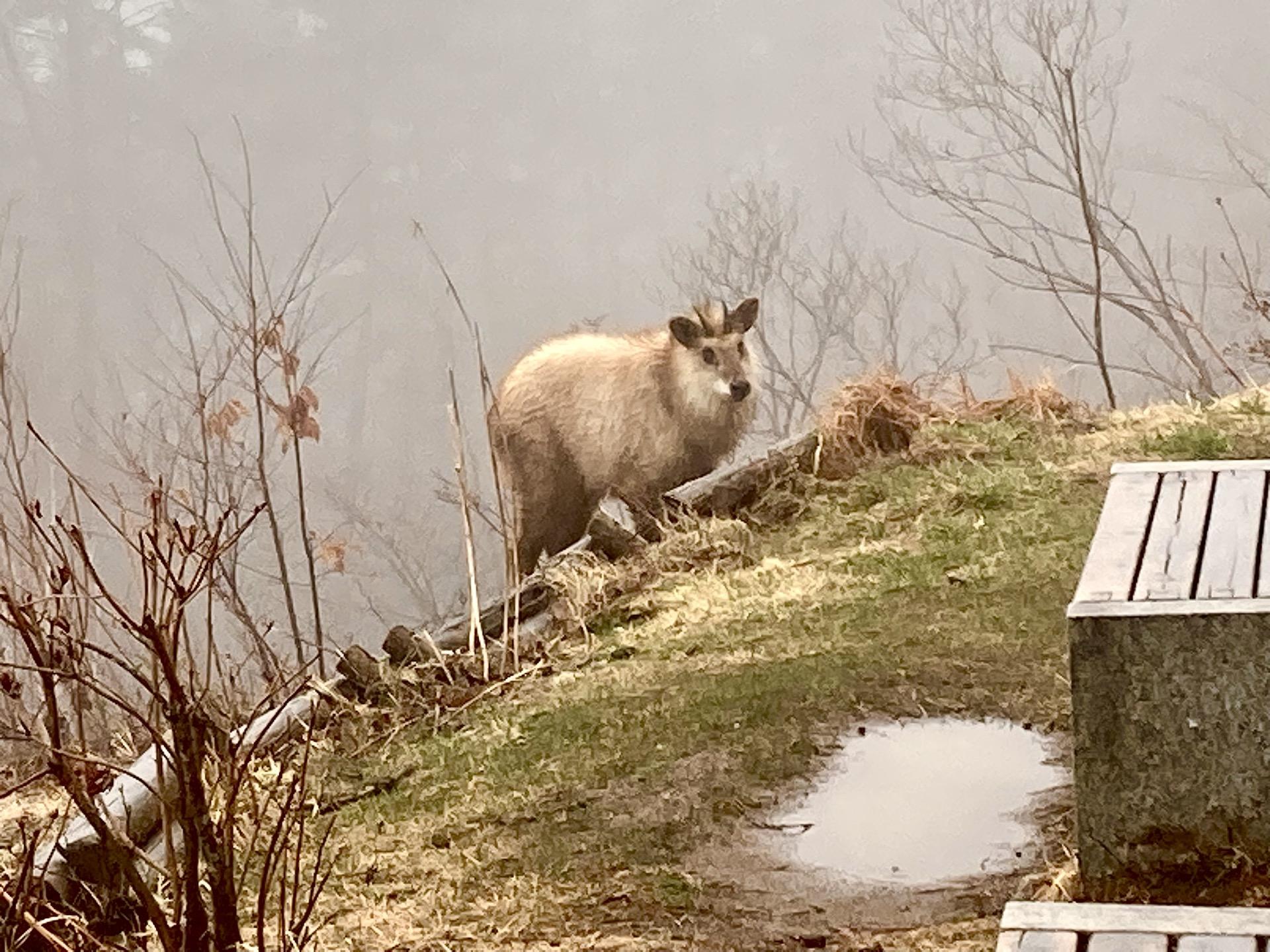 雨の鷹狩山☔️出会ったのはカモシカだけで... / HOT☆Uさんのモーメント | YAMAP / ヤマップ