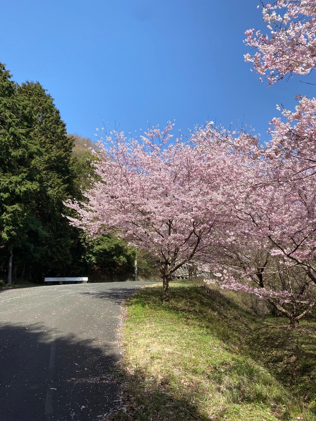 五葉山（桜が見頃） / Chayaさんの坊ヶ峰・石巻山・神石山・葦毛湿原の活動データ | YAMAP / ヤマップ