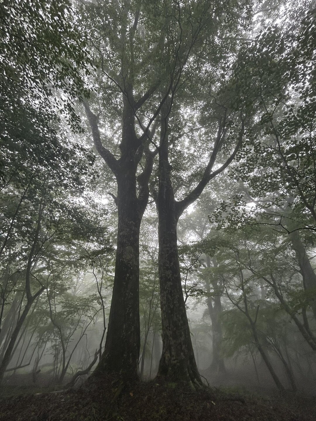 富士箱根トレイルᨒ𖡼.𖤣𖥧春夏 / yukirin♡さんの三国山・大洞山・不老山の活動データ | YAMAP / ヤマップ
