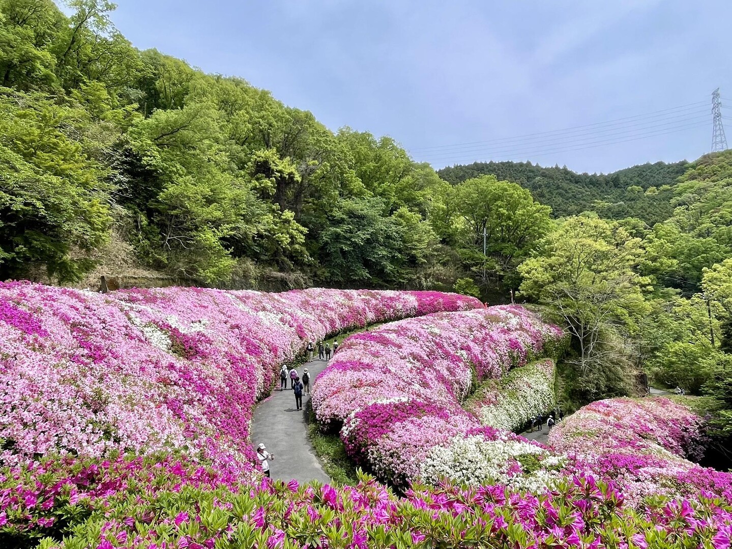 ツツジロールを目指して生駒山🚶‍♀️ / otaksaさんの生駒山・神津嶽・大原山の活動データ | YAMAP / ヤマップ