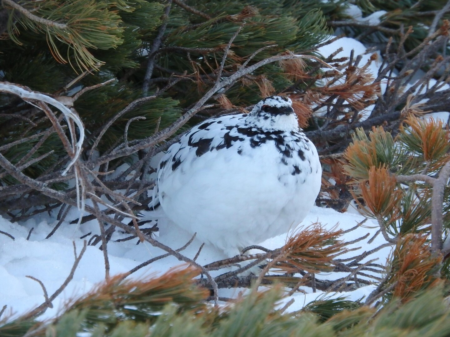 雪の立山 ️ライチョウ / sinoさんさんの立山・雄山・浄土山の活動データ | YAMAP / ヤマップ