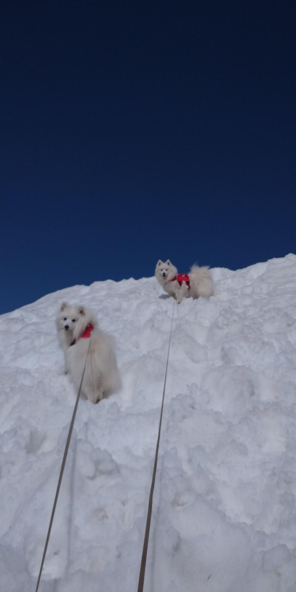 ズボズボでカスカスの猪臥山 / issa.さんの猪臥山の活動データ | YAMAP / ヤマップ