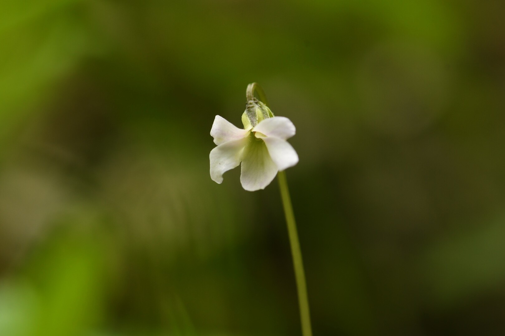 白花のスミレ2種 22.04.21 神奈... / TAKKUNさんのモーメント | YAMAP / ヤマップ