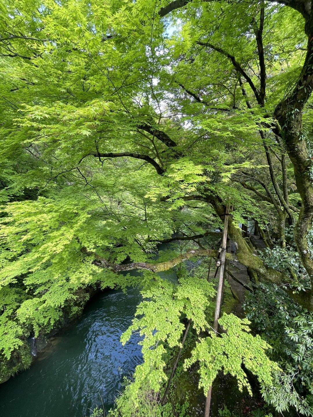 鶴仙峡と大聖寺城跡散策 / 68_327さんの水無山の活動データ | YAMAP / ヤマップ
