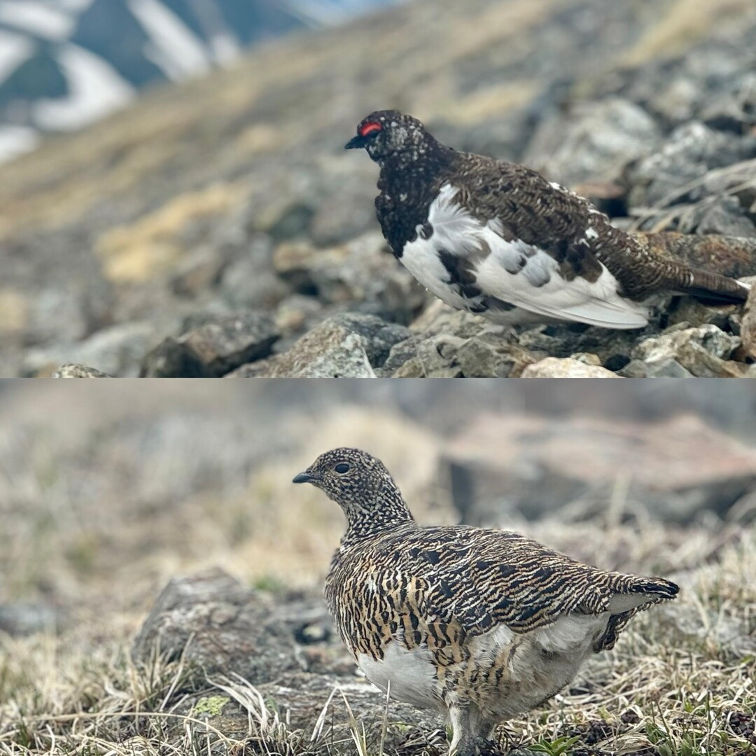 白馬岳 / Yj さんの白馬岳・小蓮華山の活動データ | YAMAP / ヤマップ