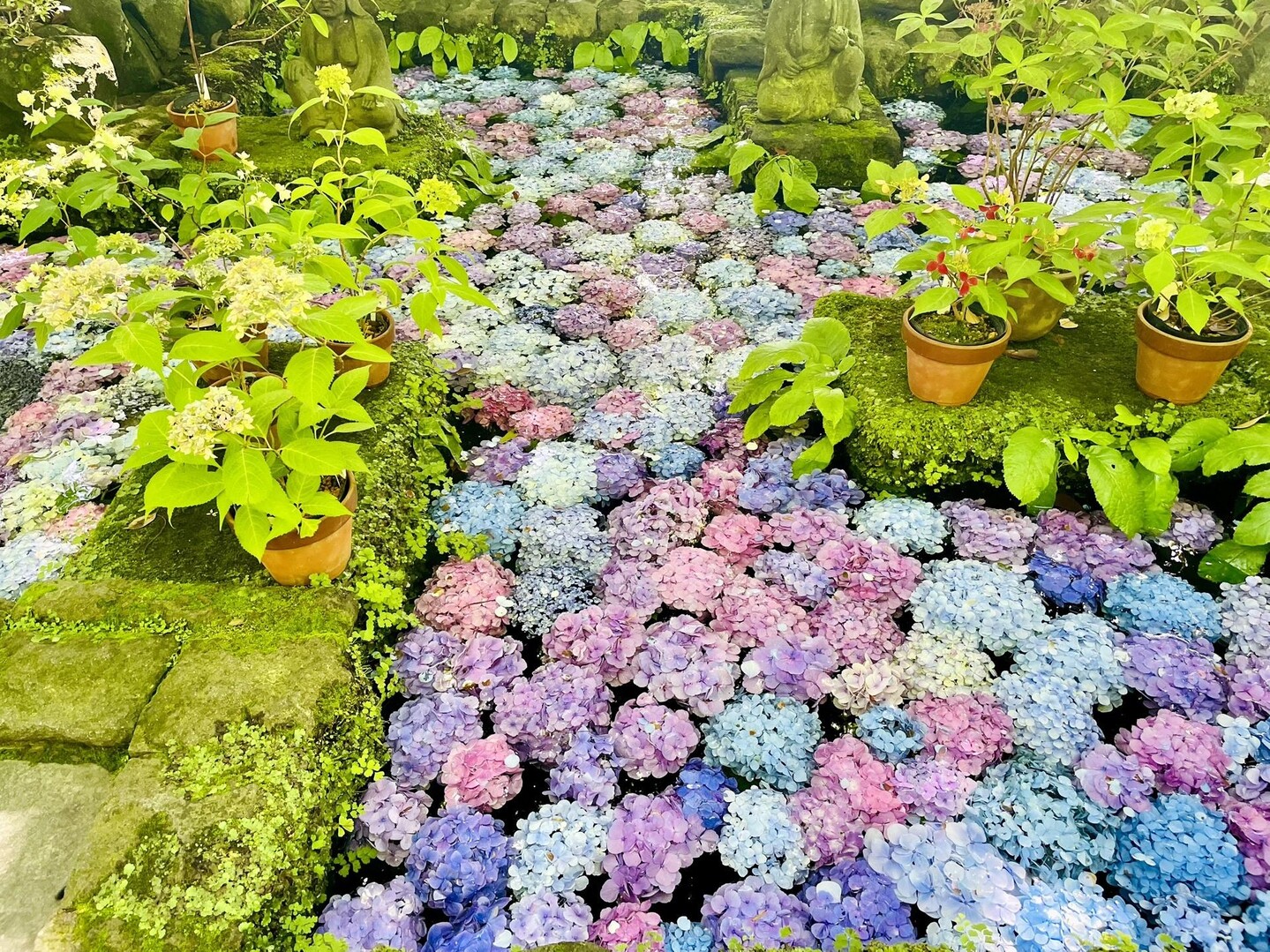 鎌倉アルプスとetc. / hacochaboさんの鎌倉アルプス（大平山・天台山）の活動データ | YAMAP / ヤマップ