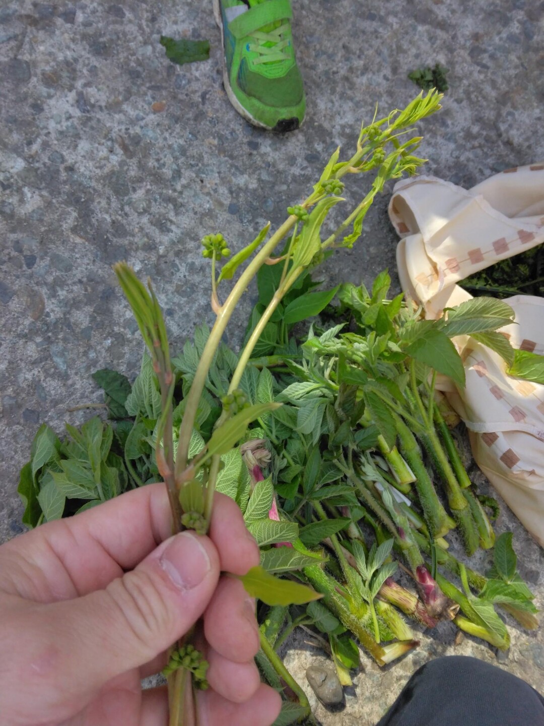 今日は山菜採り！ 山うど きのめ こ... / Mr.Kさんのモーメント | YAMAP / ヤマップ