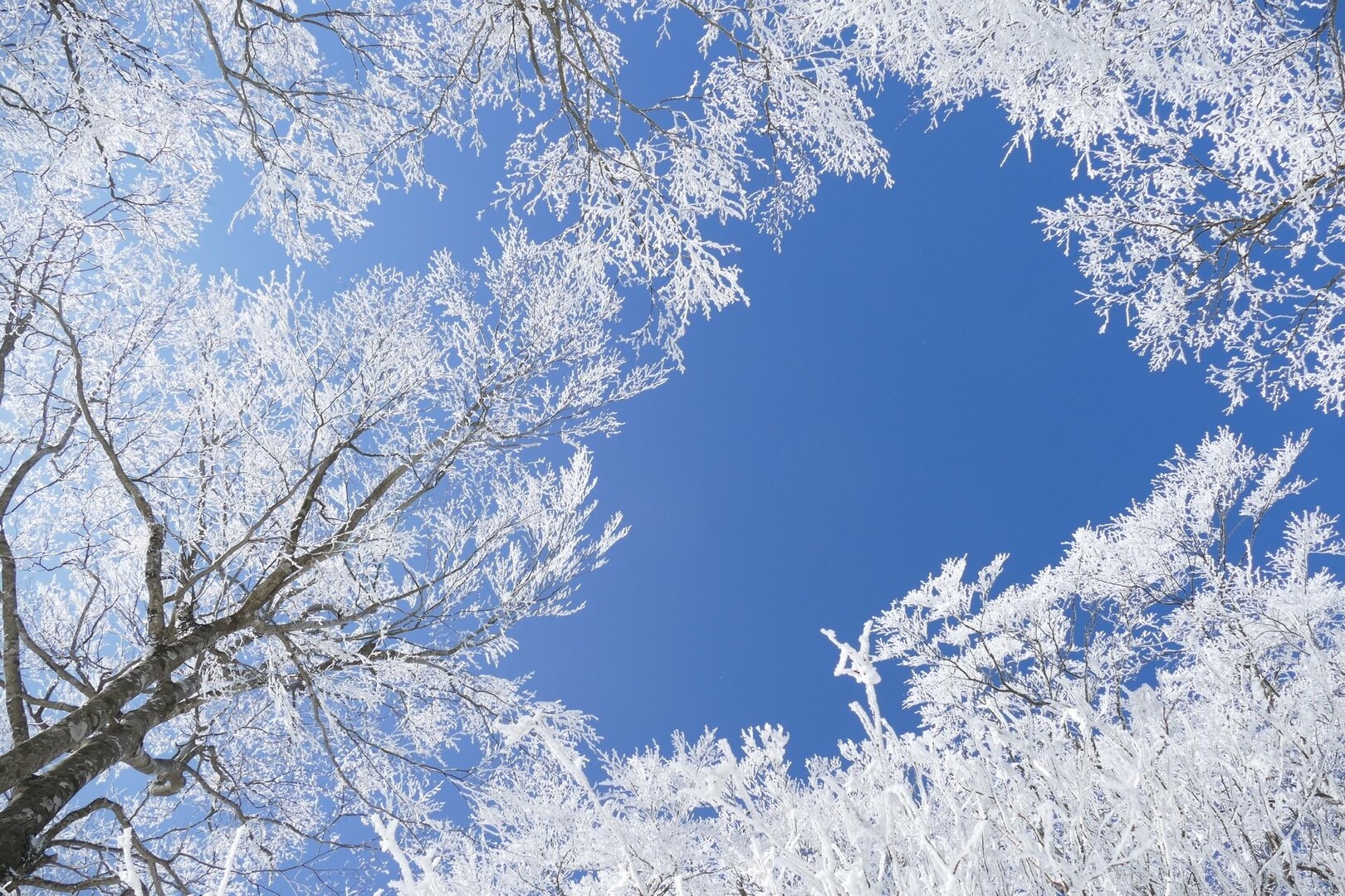 毛無山・白馬山スノーシュー / JI-JIさんの大山・甲ヶ山・野田ヶ山の活動データ | YAMAP / ヤマップ