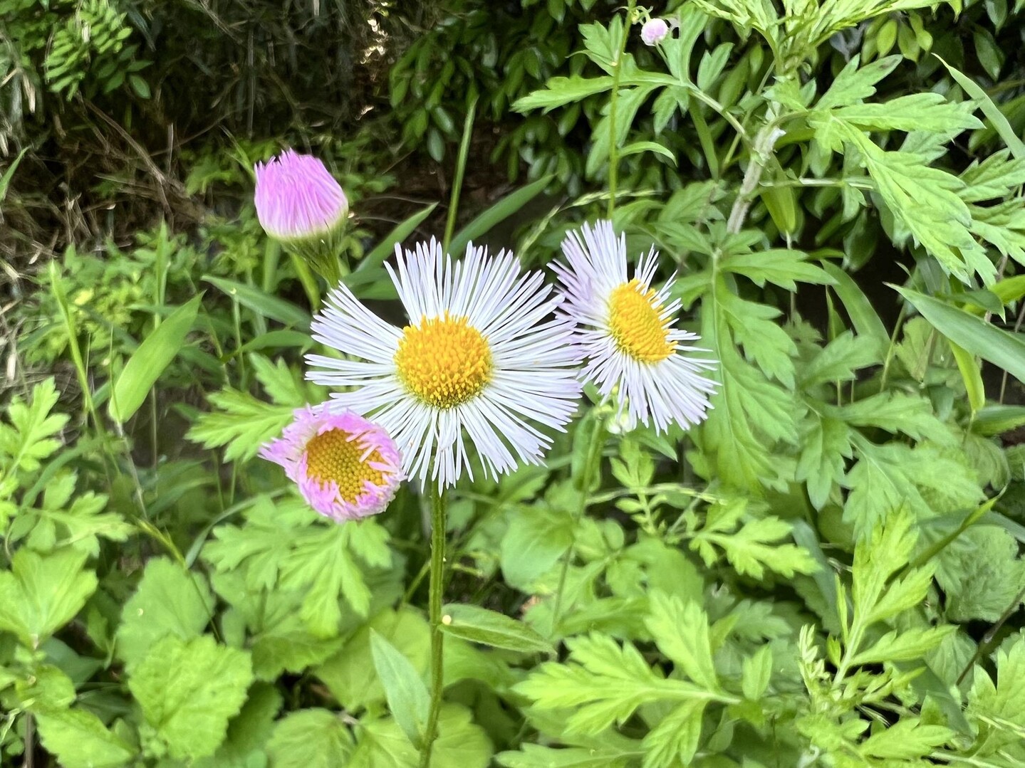 二上山（雌岳） / kobuta さんの金剛山・二上山・大和葛城山の活動データ | YAMAP / ヤマップ